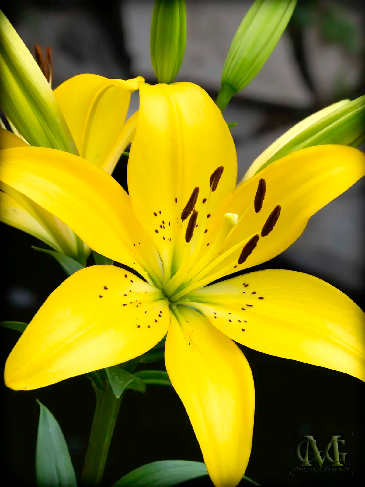 Backyard Beautiful: Yellow Flowers | Greg's Blog